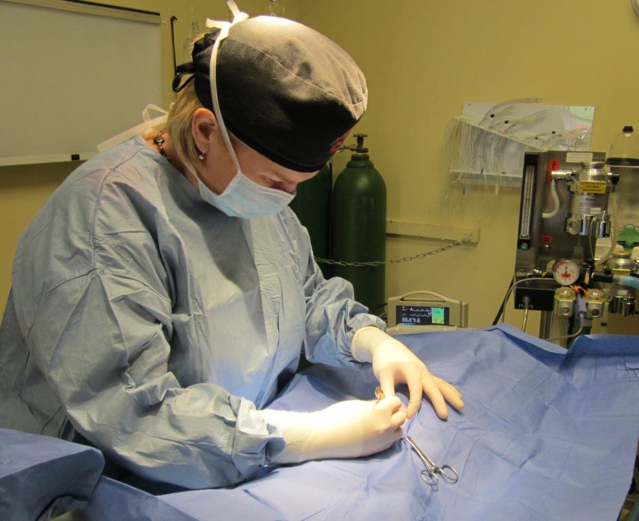 Veterinary Surgical Care in Krum, TX | Krum Veterinary Hospital